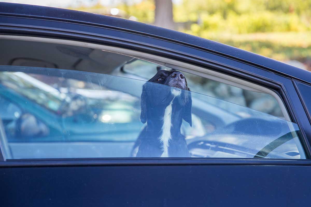 Car Temperatures Can Rise To Dangerous Levels Warns PDSA Companion Life Car Temperatures Can Rise To Dangerous Levels Warns PDSA Companion Life