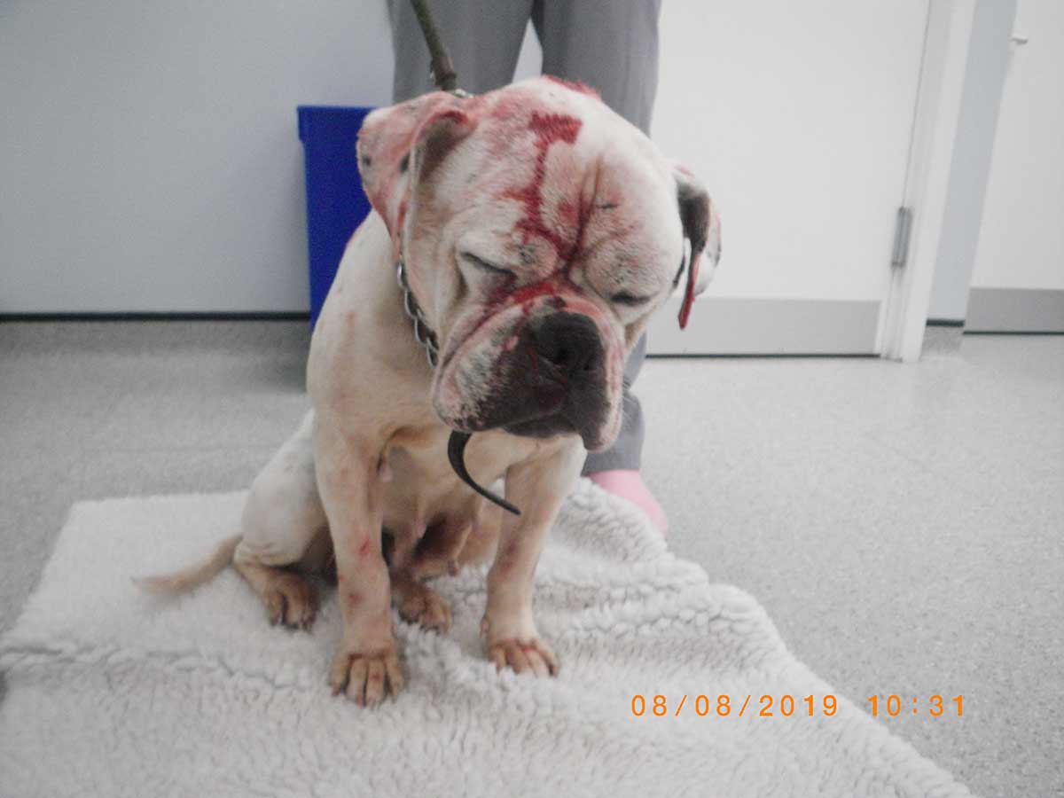 Dog found beaten and bloody in bath of Keighley home - Companion Life