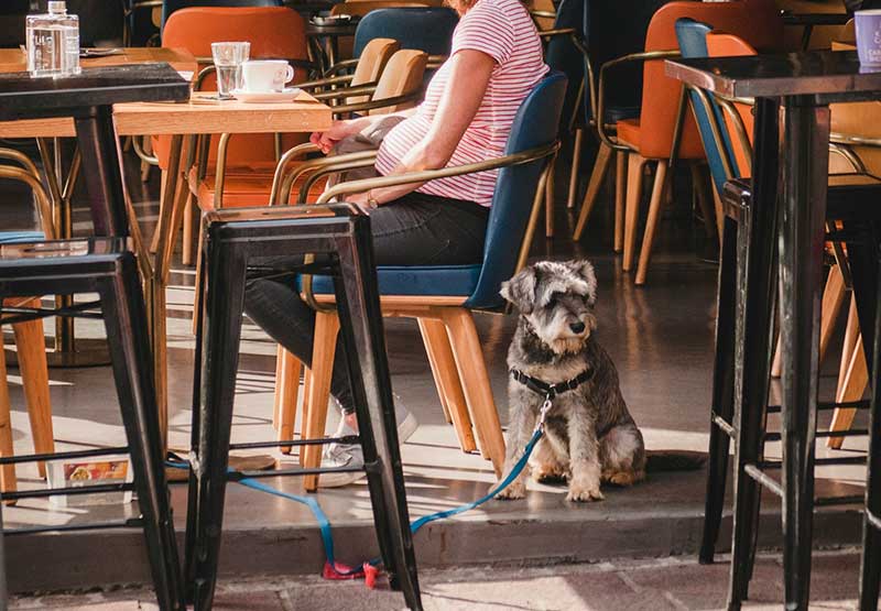 Top tips - Companion Life