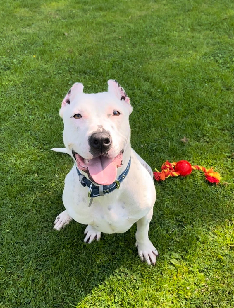 Deaf dog learning sign language to find new home - Companion Life
